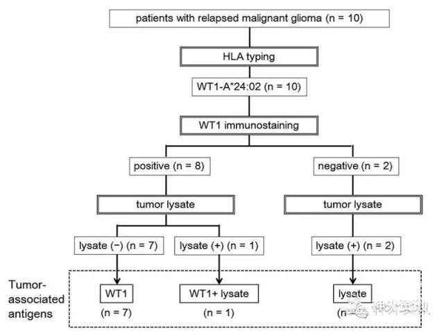 【第4代免疫疗法】日本抗癌新技术-肿瘤抗原WT-1树突细胞疗法（DC疫苗疗法） - 传祺国际健康