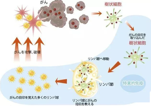 【第4代免疫疗法】日本抗癌新技术-肿瘤抗原WT-1树突细胞疗法（DC疫苗疗法） - 传祺国际健康