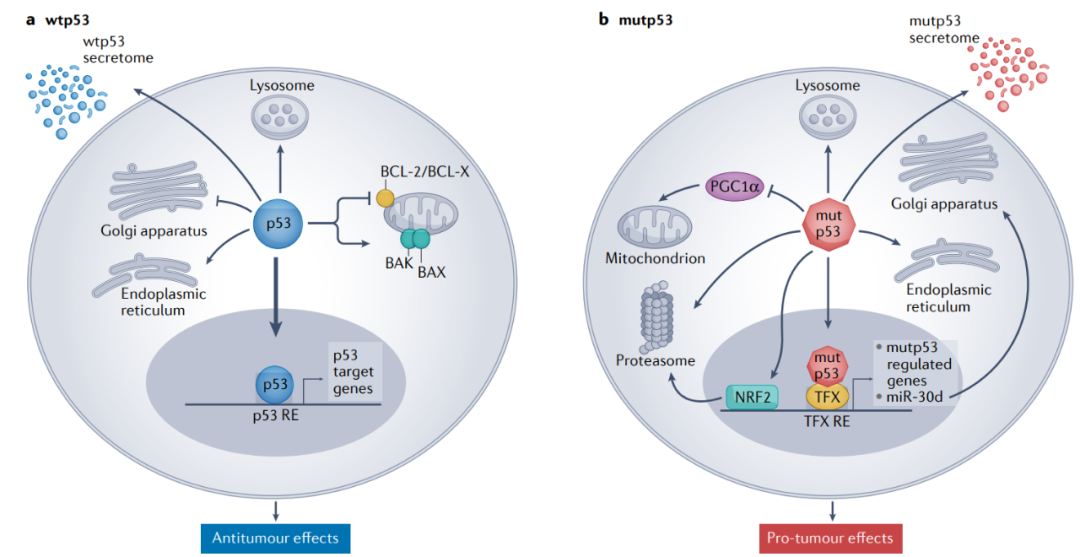 详解-日本P53基因是如何治疗肿瘤的 - 传祺国际健康